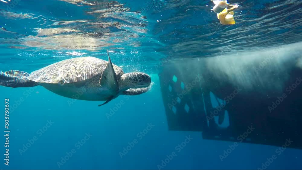 Turtle eating banana skin from tropical blue surface in slow motion ...