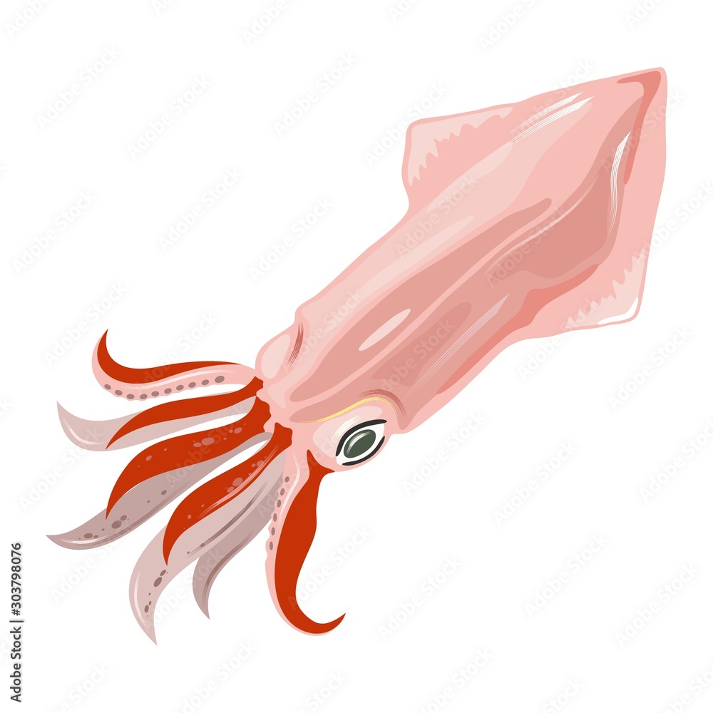 Fresh squid, calamari. Seafood. Sea, ocean wildlife. Marine animal ...