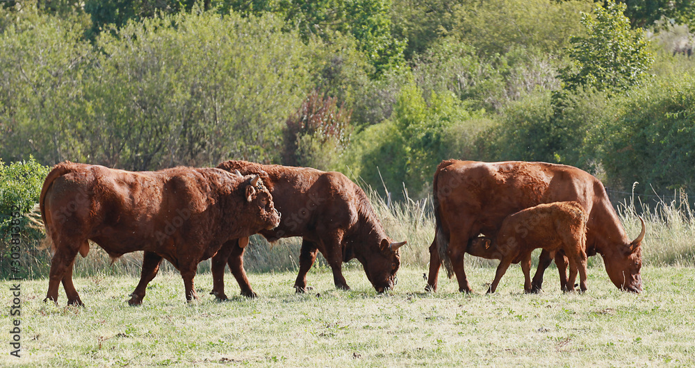 Vache, taureau et veau de la race Salers Stock Photo | Adobe Stock