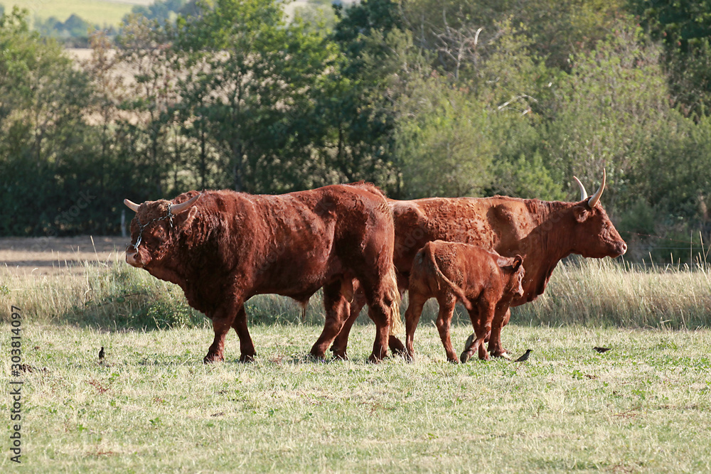 Vache, taureau et veau de la race Salers Stock Photo | Adobe Stock