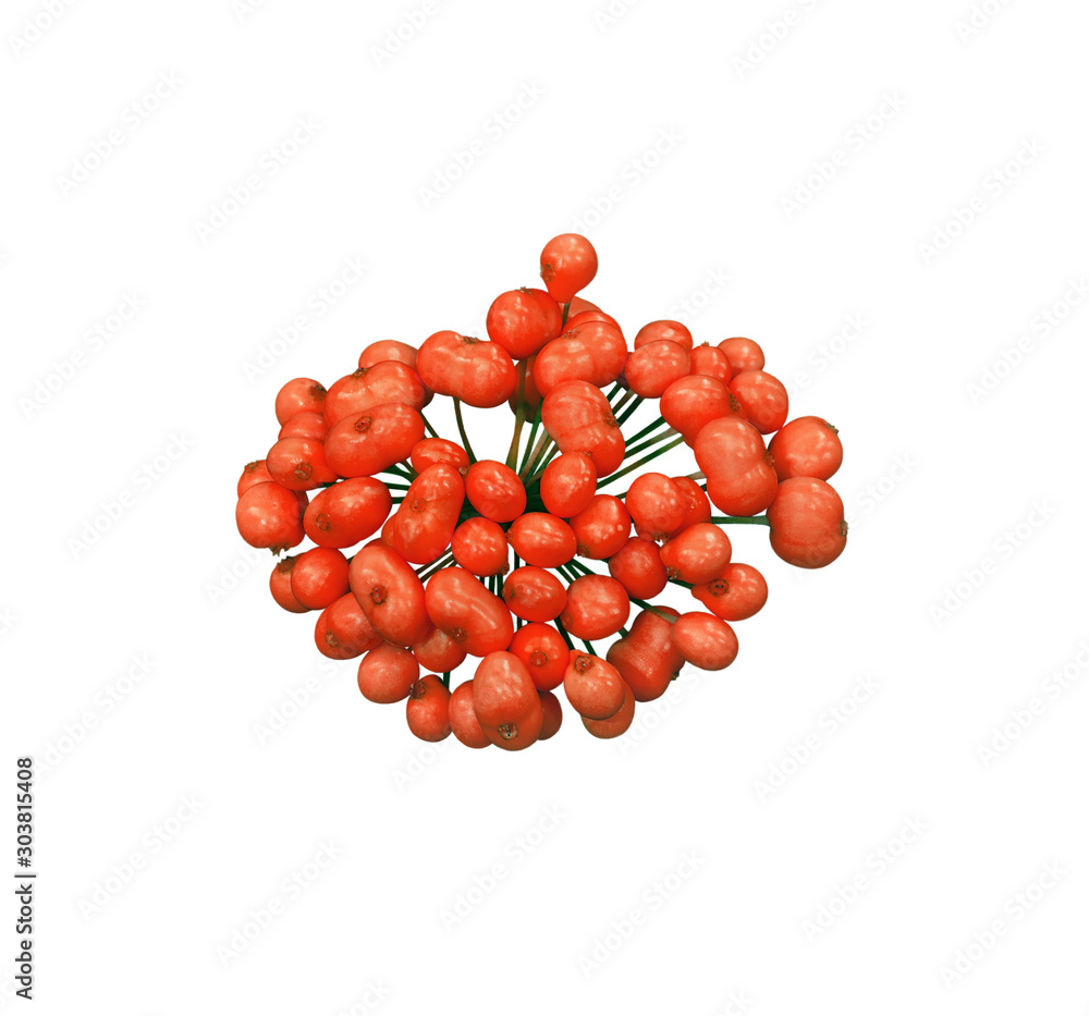 Korean wild root ginseng with berries. A close up of the wild most ...