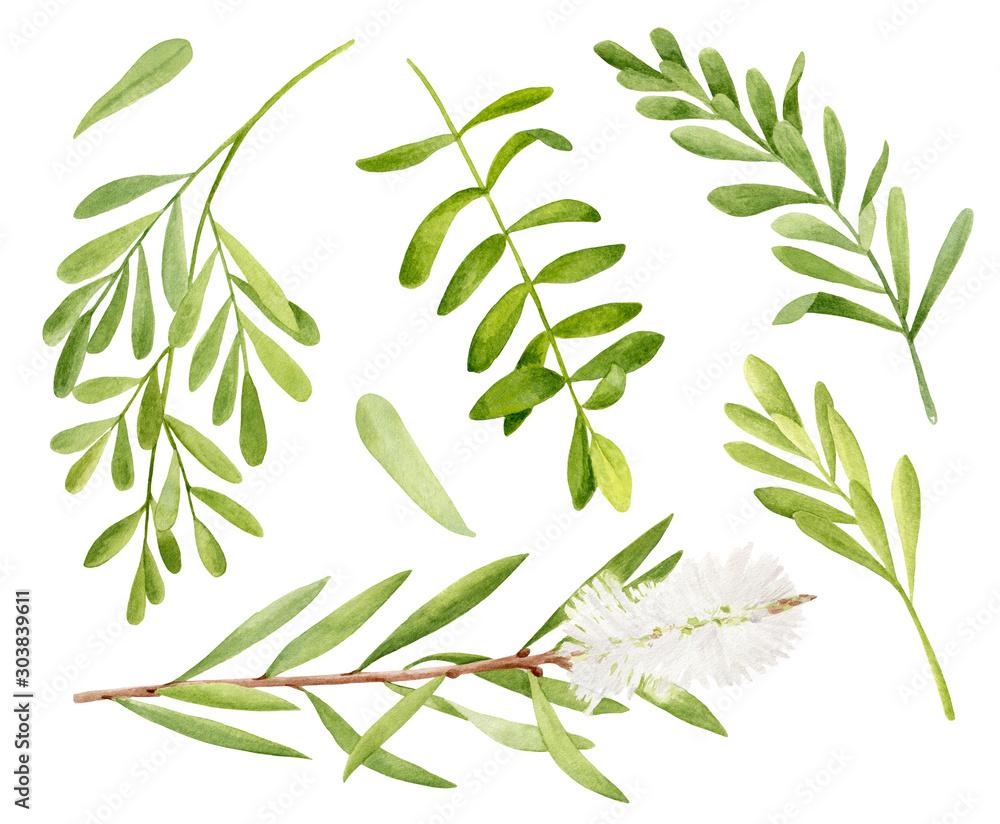 ภาพประกอบสต็อก Watercolor tea tree leaves, flower. Hand drawn botanical ...