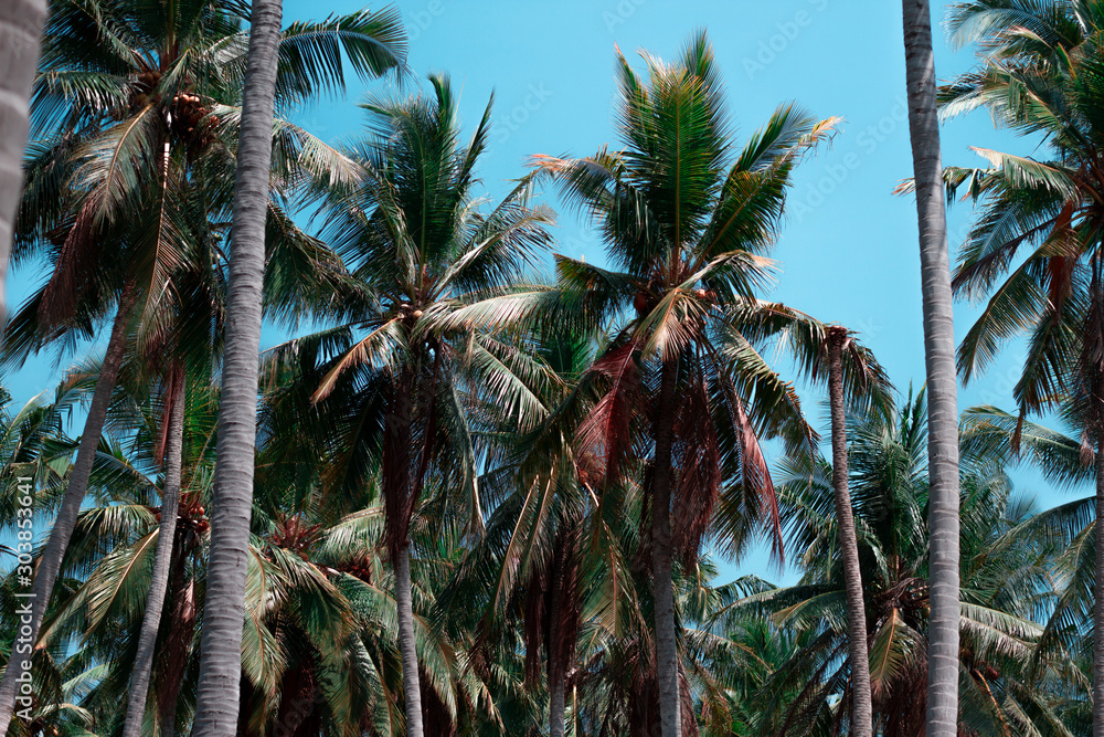 Coconut tree is a common type of tree in tropical area Stock Photo ...