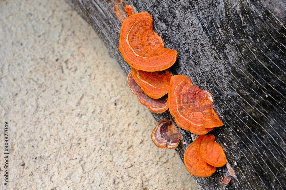 Pycnoporus sanguineus (Fr.) Murr. growing on log with sand as ...