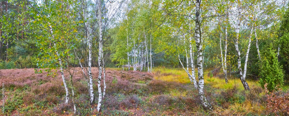 birch forest and Heath bloom in the nature reserve "Heiligen Hain" in ...