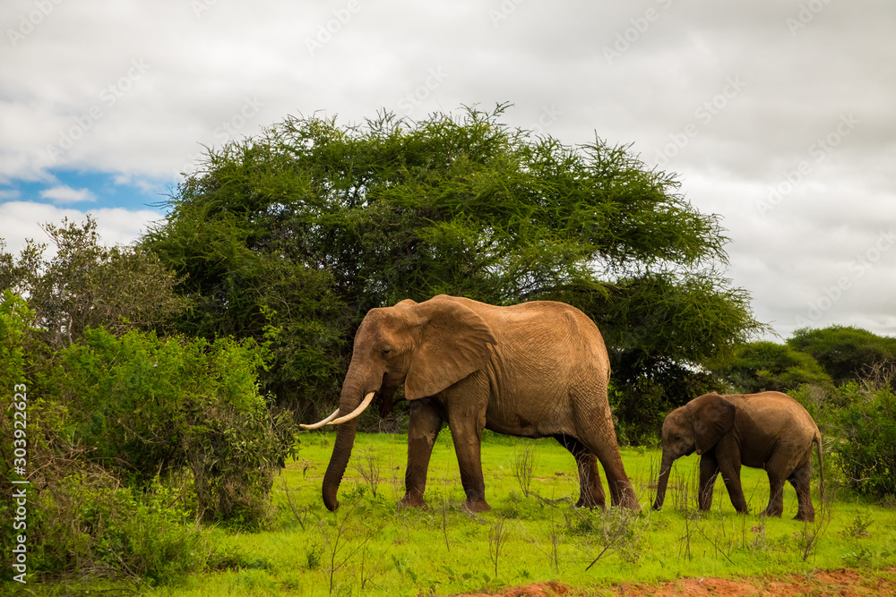 .African elephant with elephant baby in the wild in the savannah in ...