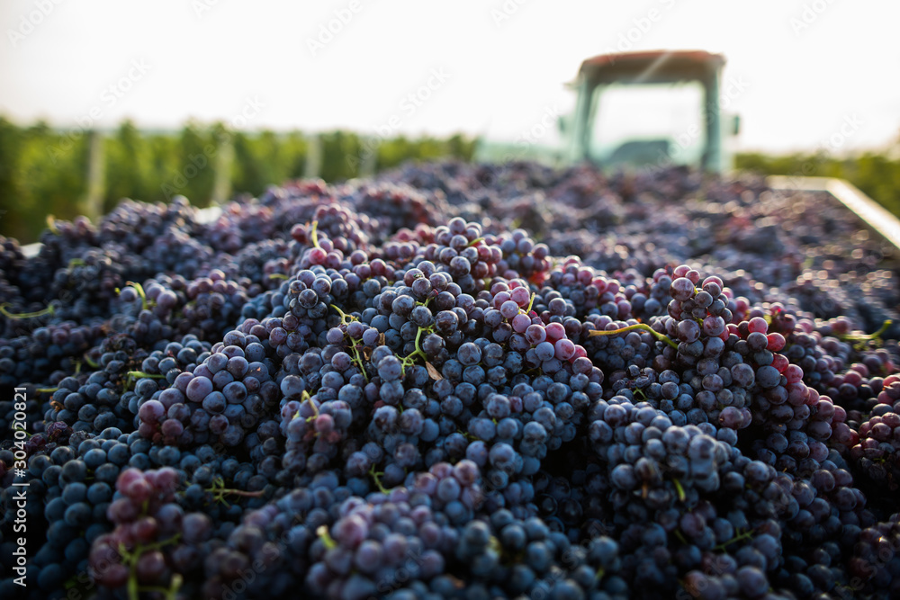 Fresh grapes in a truck Stock Photo | Adobe Stock