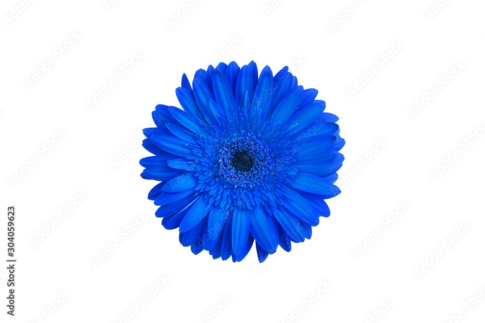 Single Blue Flower White Background | Best Flower Site