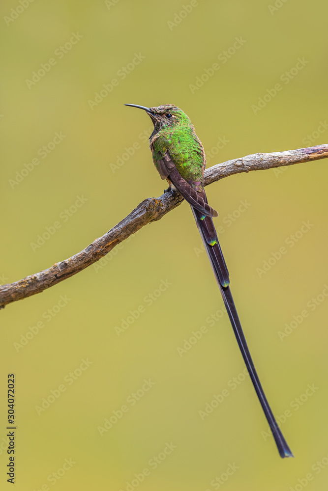 Black-tailed Trainbearer - Lesbia victoriae, beautiful long tailed ...