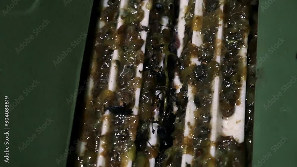 Different types of grapes shredded by a machine for grinding grapes in ...