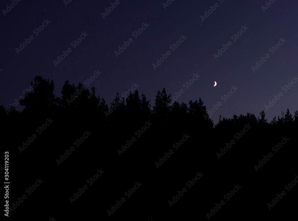 Pine trees and the moon. Night moon landscape. Silhouettes of trees ...