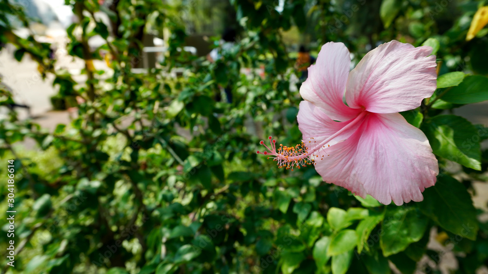 Bright pink flower of purple hibiscus ( Hibiscus, Rose of China ...