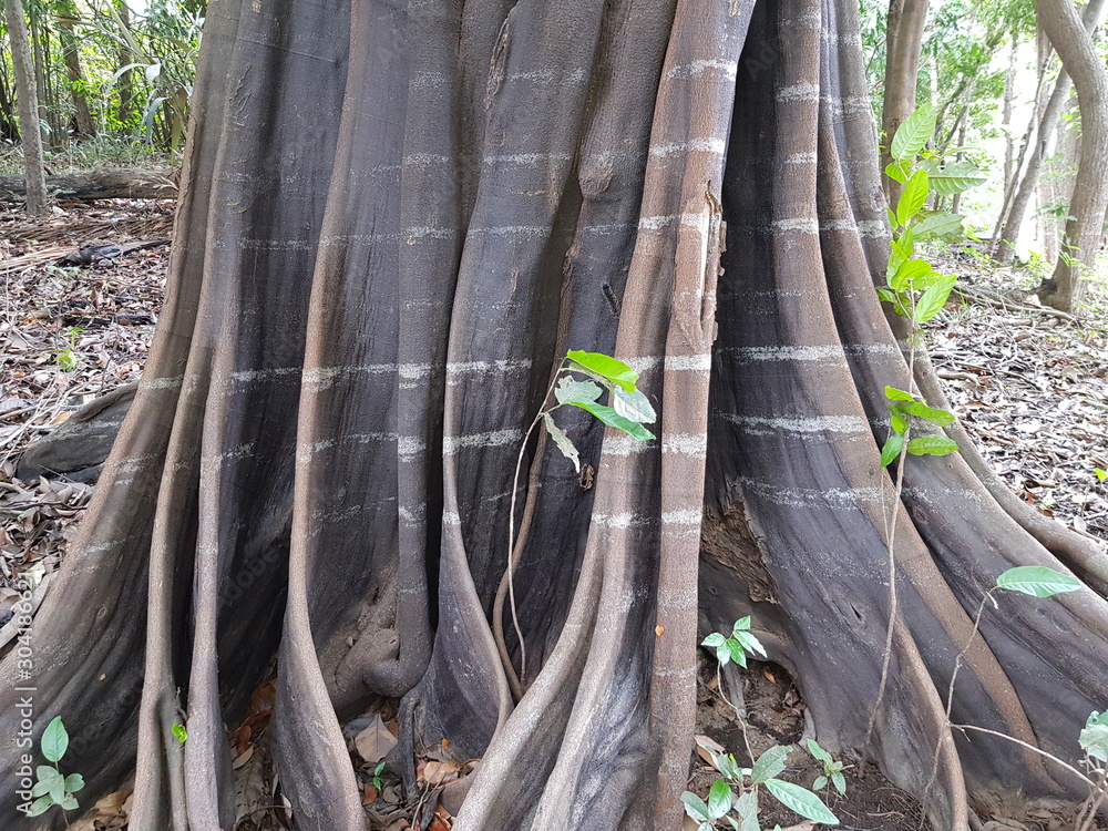 Swartzia polyphylla, in Brazil called Paracutaca, Fabáceas (ex ...