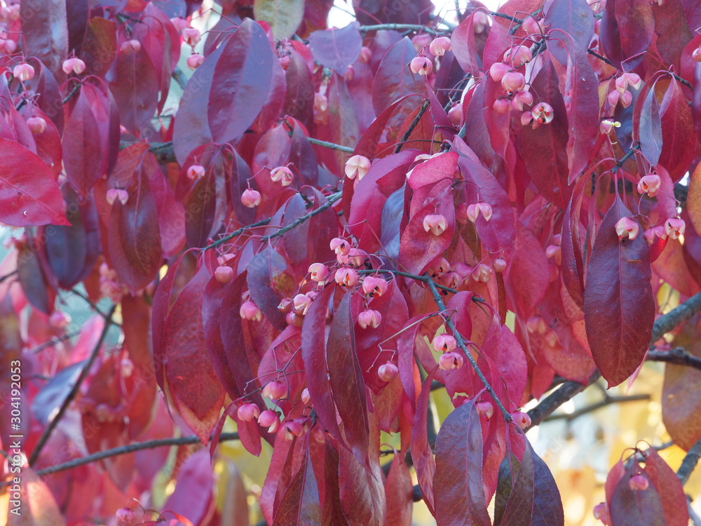 Euonymus grandiflorus 'Rouge rubis' ou fusain à grandes fleurs au ...