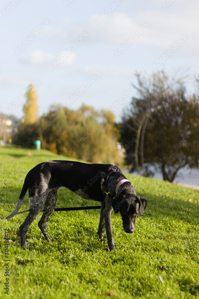 Dog in the garden Stock Photo | Adobe Stock