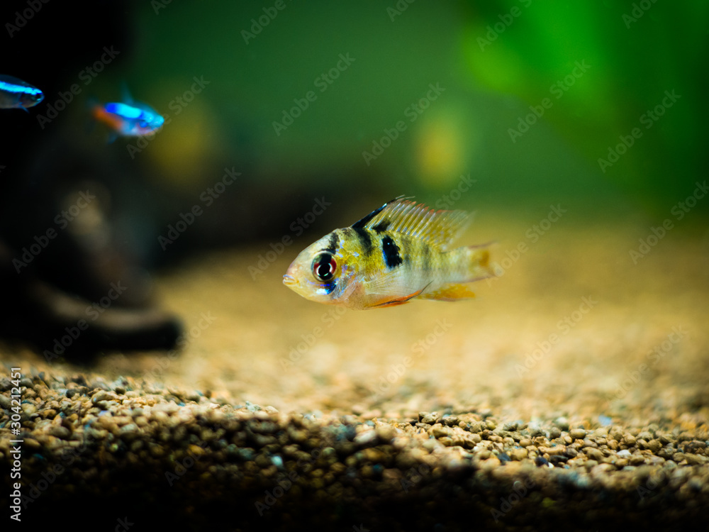 ram cichlid (Mikrogeophagus ramirezi) in a fish tank Stock Photo ...