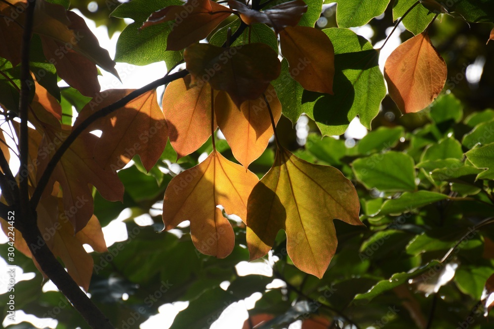 Stockfoto Dendropanax trifidus is an evergreen tree called "Kakuremino ...