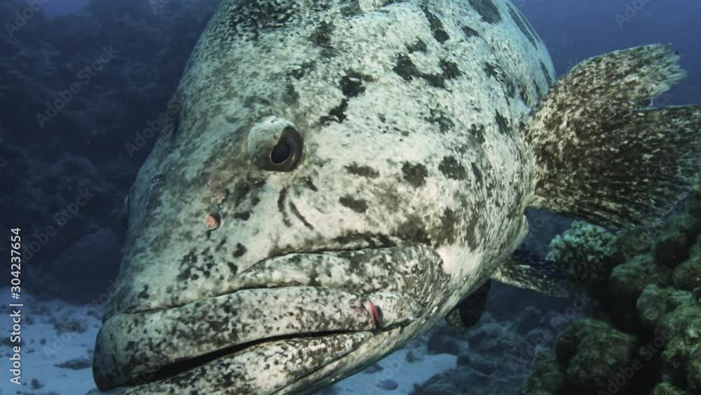 Vidéo Stock CU with Massive Potato Cod / Bass at world famous Cod Hole ...