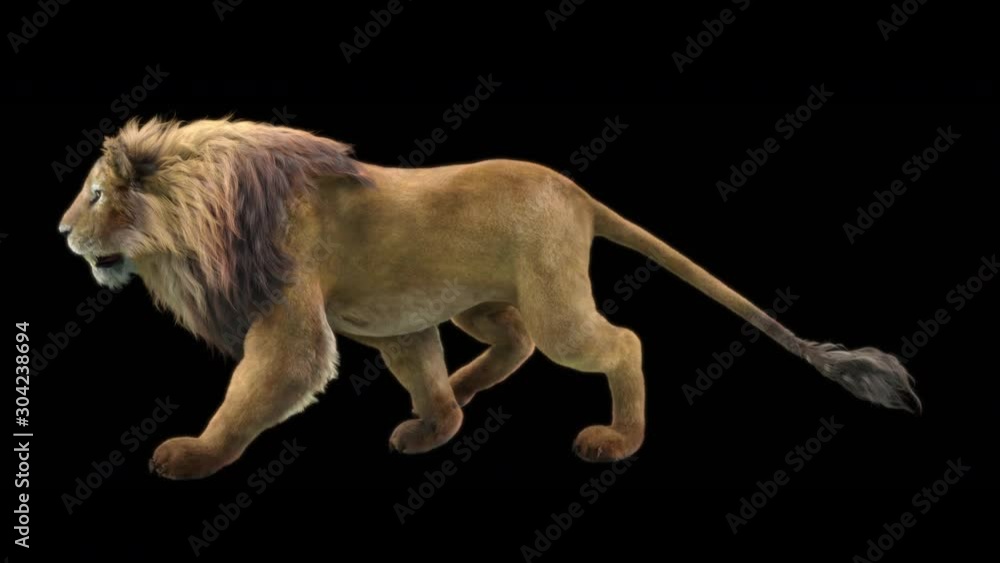 lion Zoo CG fur 3d rendering animal realistic CGI VFX Animation Loop ...