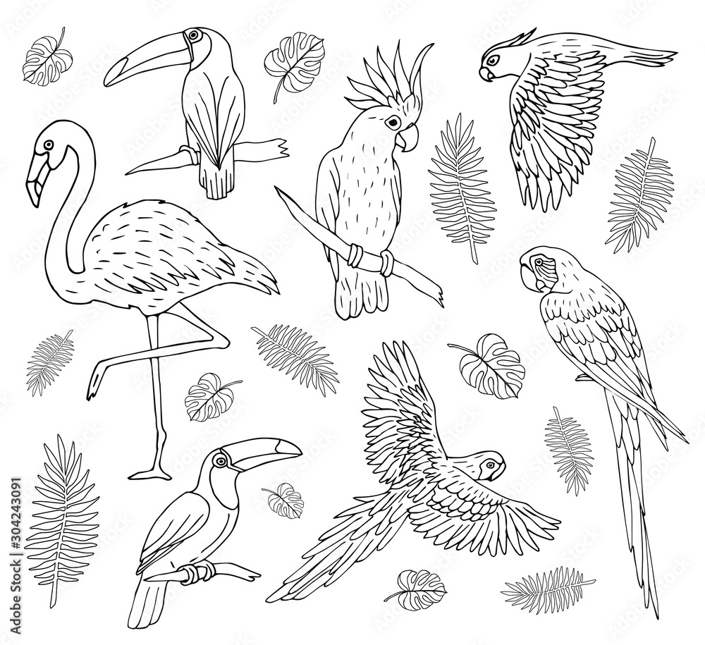Vector set bundle of hand drawn doodle sketch outline tropical birds ...