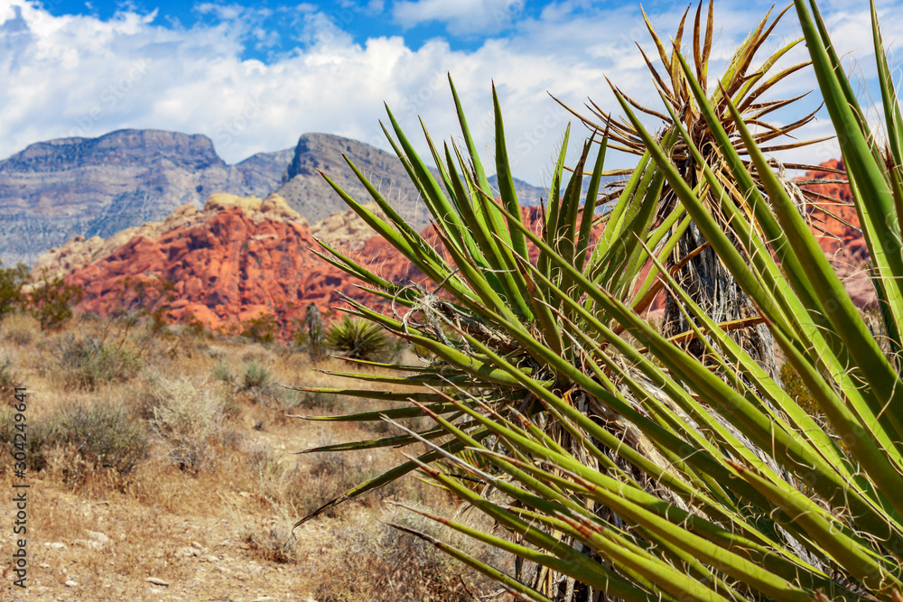 Yucca plant at Red Rock Canyon near Las Vegas, Nevada Stock Photo ...