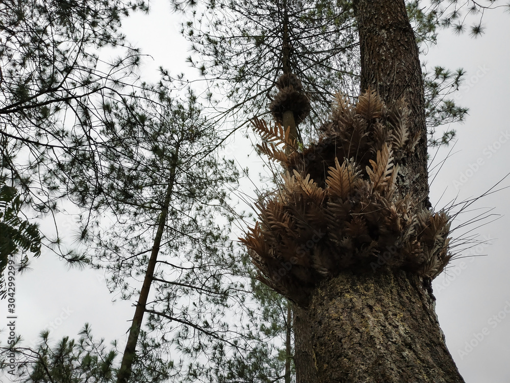 Parasites on pine tree trunks. Phlebodium aureum (blue star fern) Stock ...
