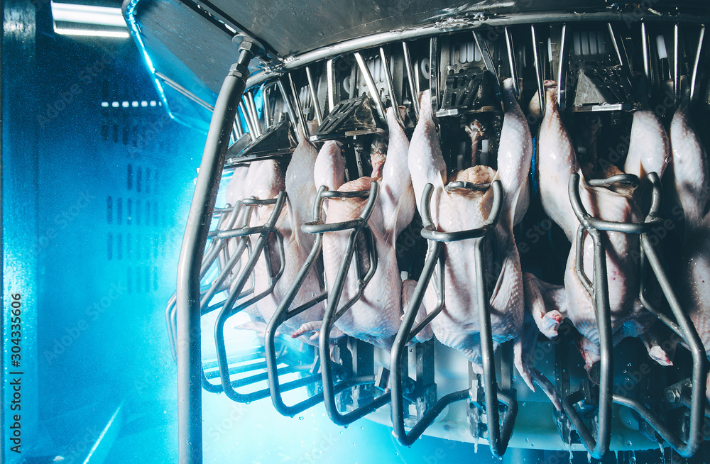 bird chicken factory line hang poultry industry Stock Photo | Adobe Stock