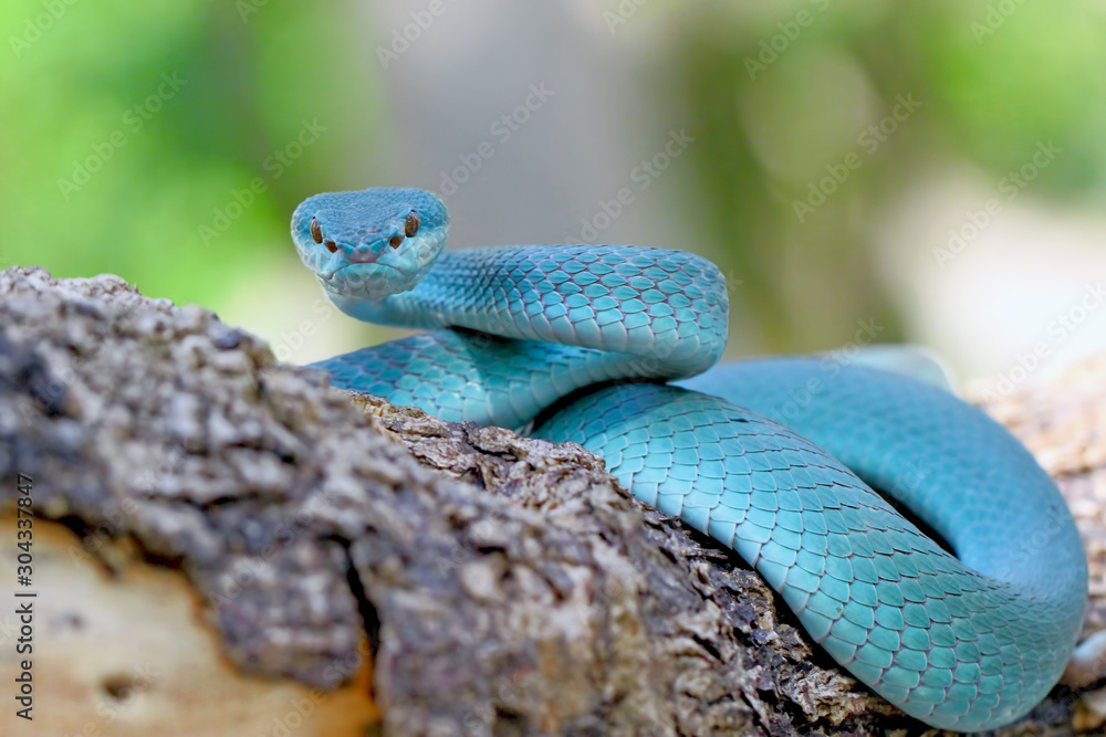 blue insularis pit viper snake, trimeresurus albolabris, venomous snake ...