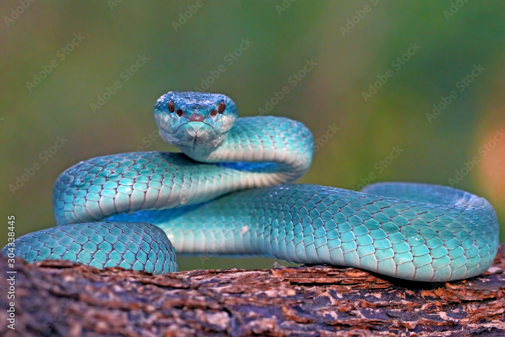 blue insularis pit viper snake, trimeresurus albolabris, venomous snake ...