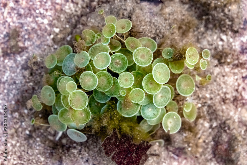 Scientific Name : Acetabularia Sp. Beautiful Marine species of Green ...