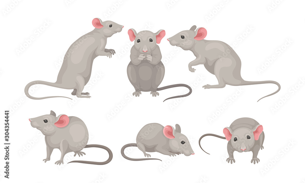 Mouse in Different Poses Vector Set. Small Rodent With Gray Coat and ...