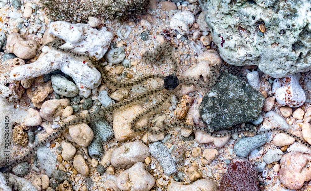 Scientific ID : Ophionereis reticulata (reticulated brittle star ...