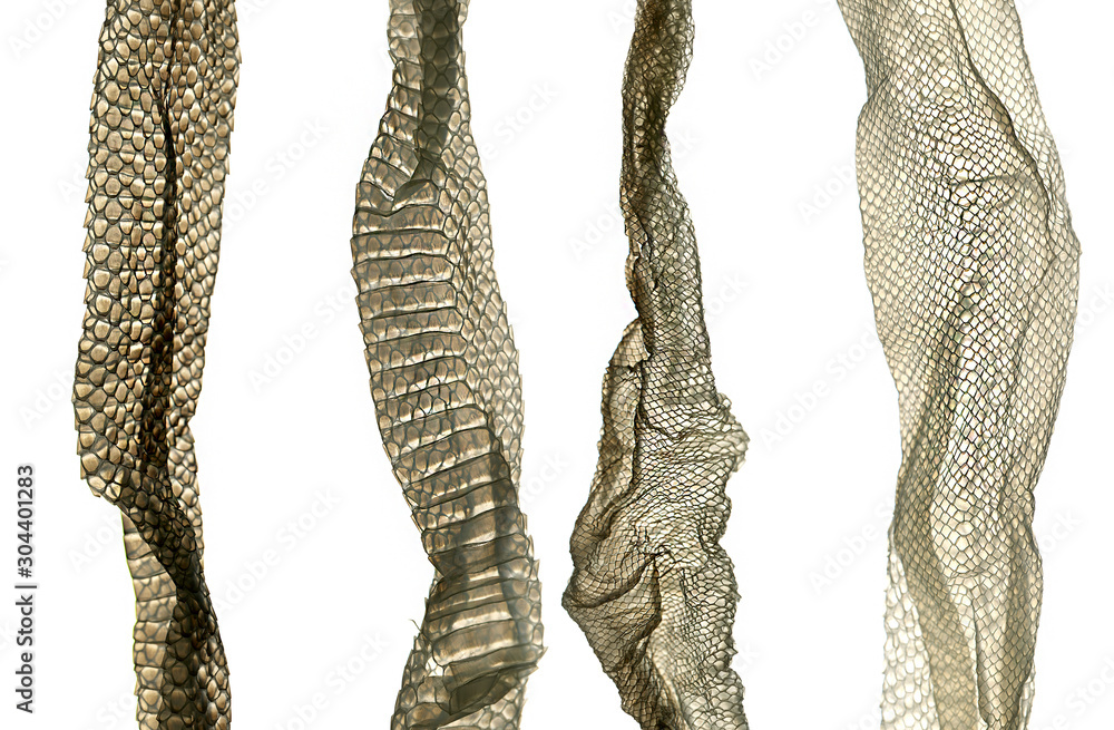 Snake molt skin isolated Stock Photo | Adobe Stock
