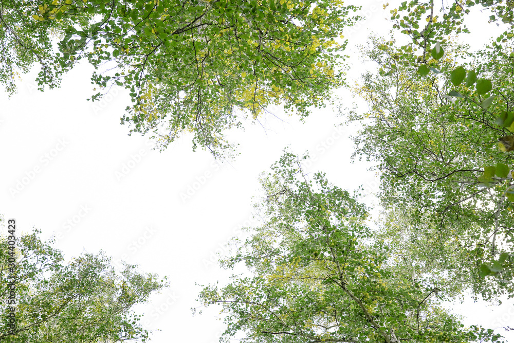Green crown trees view from below isolated white background. Green ...