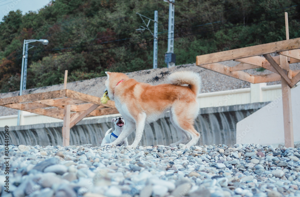 Foto de Akita Inu and Jack Russell Terrier do Stock | Adobe Stock