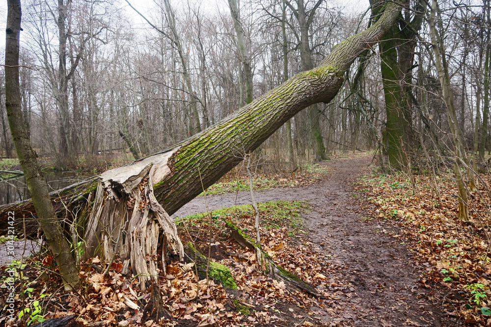 Broken Branch On Ground