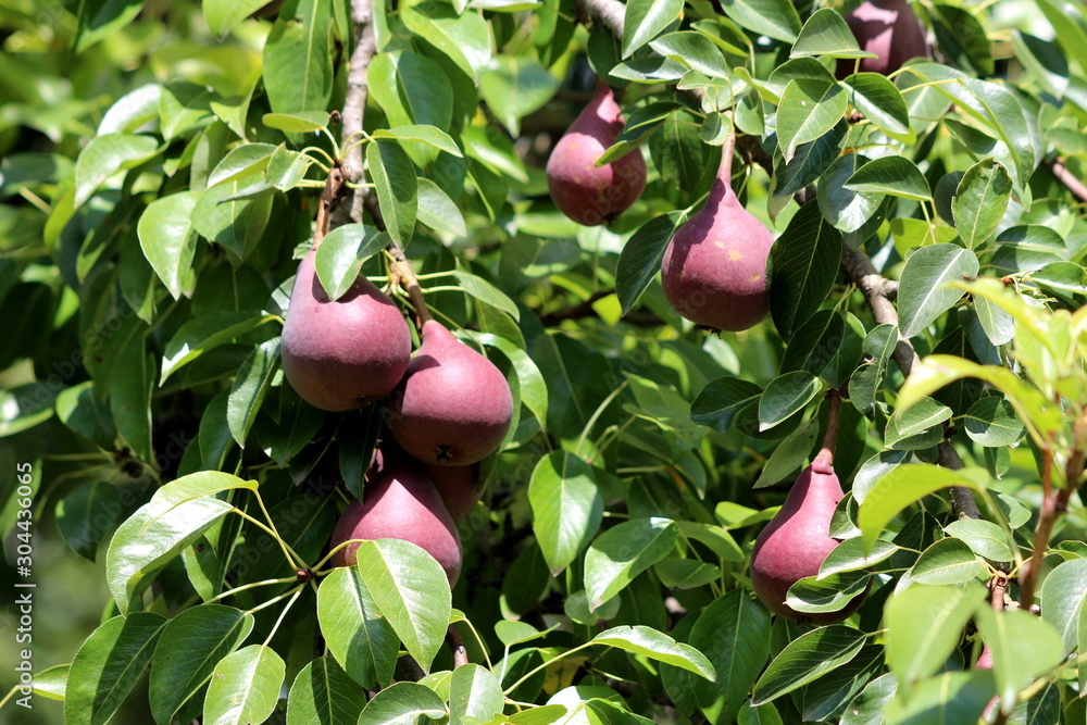 Red Sensation Bartlett or Pyrus communis sensation or Pyrus pyrifolia ...