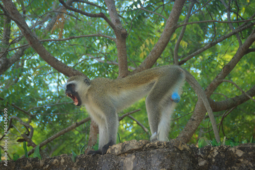 Aggressive grinning The vervet monkey (Chlorocebus pygerythrus) is an ...