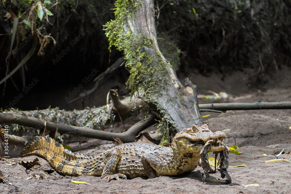 Caiman (Caiman crocodilus) with a prey in the mouth on a river bank ...