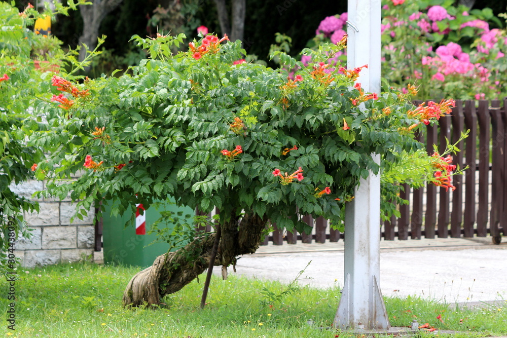 Twisted decorative tree like old Trumpet vine or Campsis radicans or ...