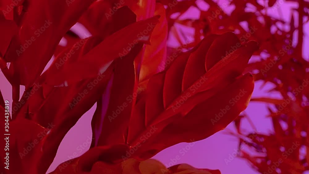 Red alien plants with leaf on habitable fantasy world with pink ...