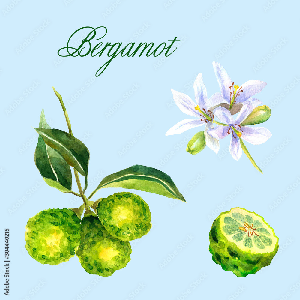 Bergamot Tree