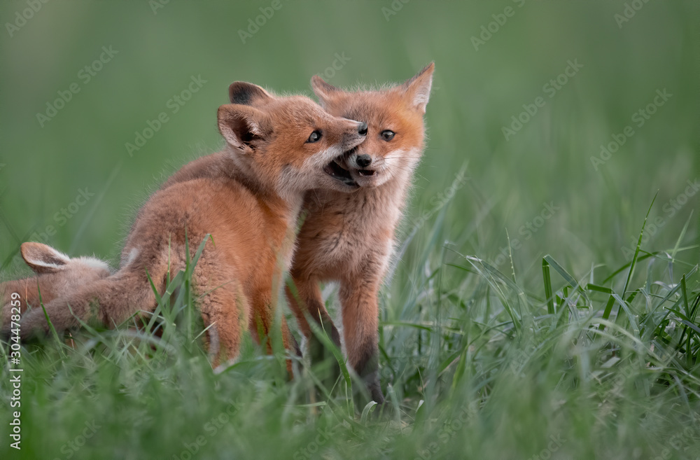 Red Fox Kits Stock Photo | Adobe Stock