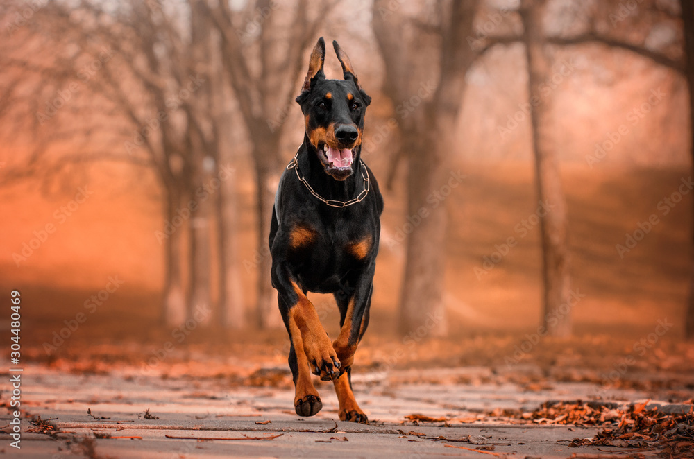 doberman lovely dog magical portrait fun walk in autumn park Stock ...