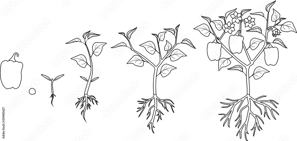 Coloring page. Life cycle of pepper plant. Growth stages from seed to ...