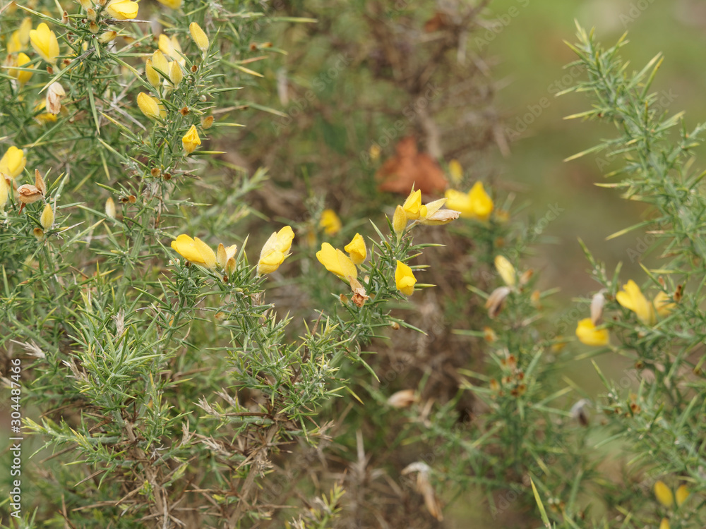 (Ulex europaeus) Ajonc d'Europe, arbuste épineux des sous-bois et ...