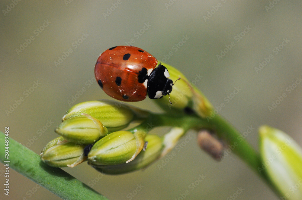Coccinella septempunctata sevenspotted ladybug is the most common ...