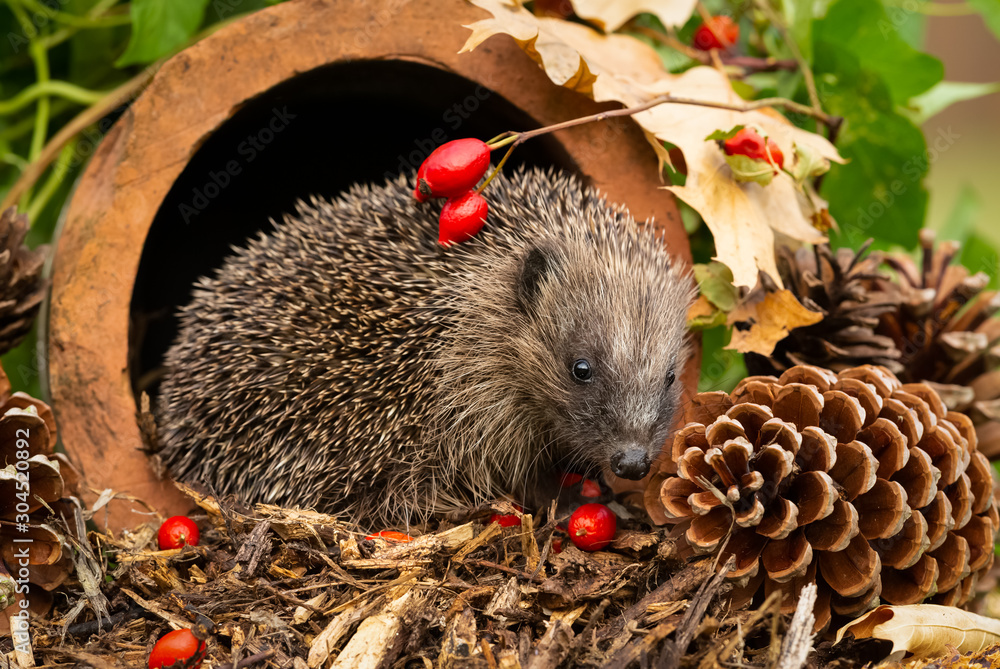 Hedgehog foraging (Scientific name: Erinaceus Europaeus) wild, free ...