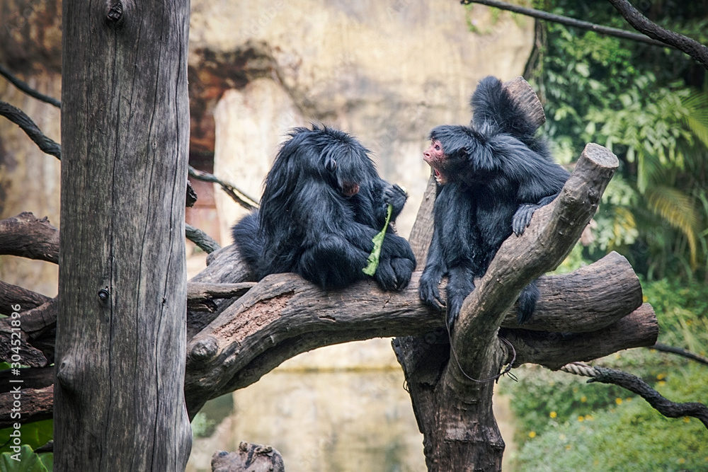 Chimpanzee in the tropics in the wild. Portrait of a monkey. Long arms ...