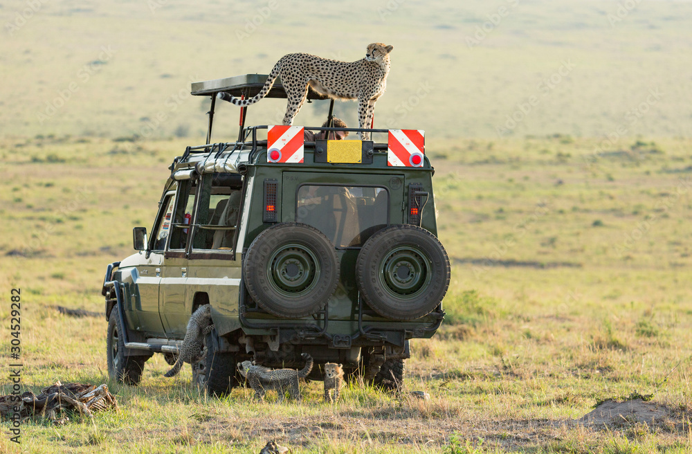 Cheetah using vehicle as lookout. Stock Photo | Adobe Stock